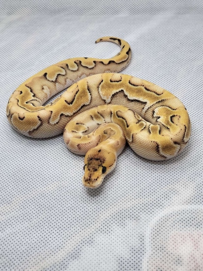 Champagne Super Enchi Ball Python by Python Antics