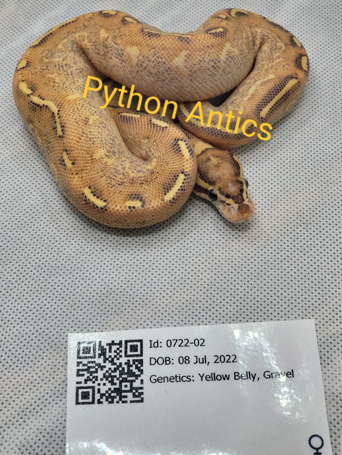 Highway Ball Python by Python Antics - MorphMarket