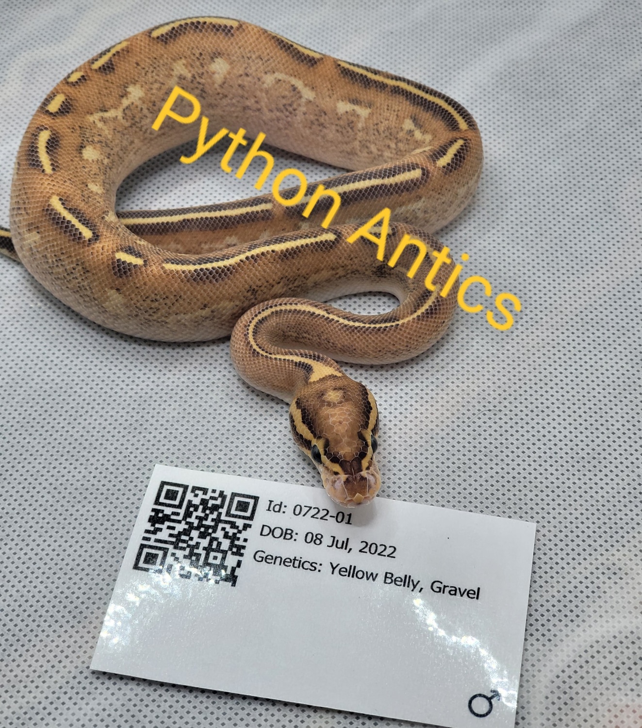 Highway Ball Python by Python Antics - MorphMarket