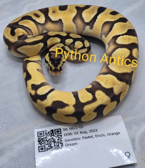 Enchi Pastel Orange Dream Ball Python by Python Antics