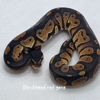Black Head,Red Gene Ball Python by Python Antics
