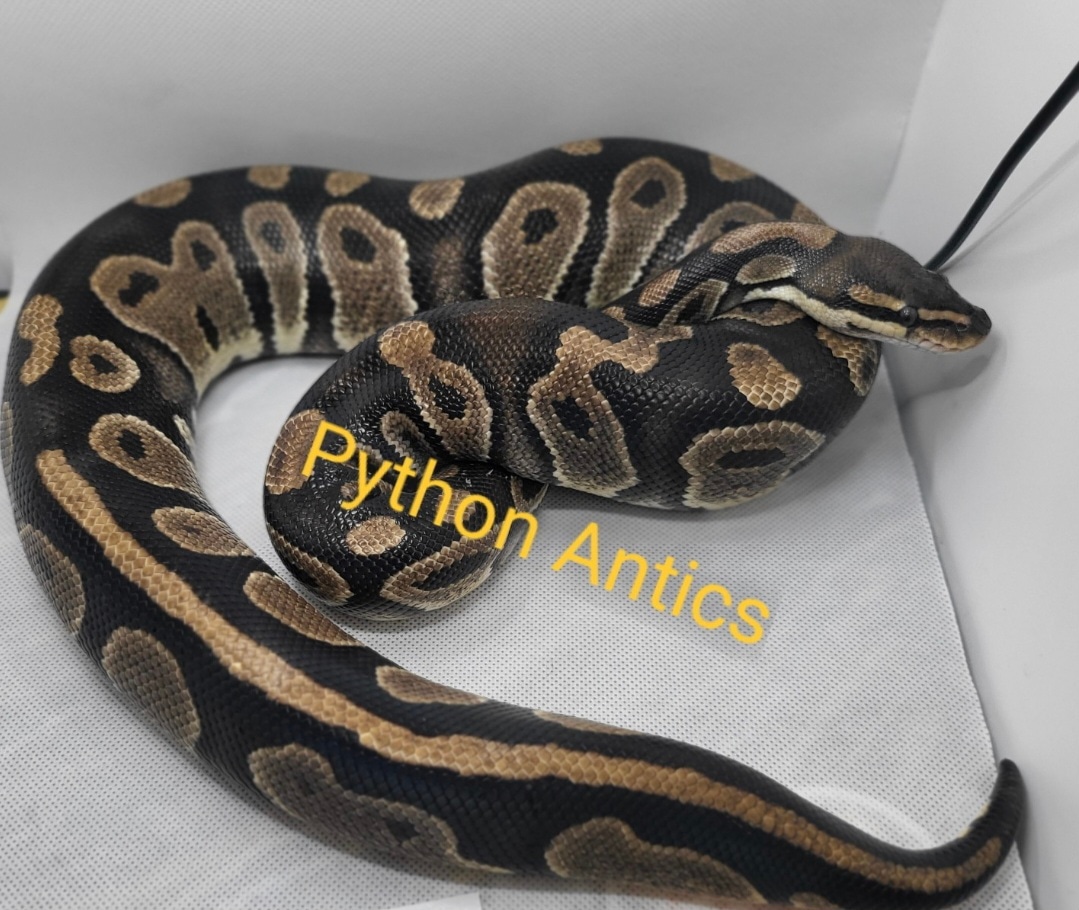 Raven Ball Python by Python Antics - MorphMarket