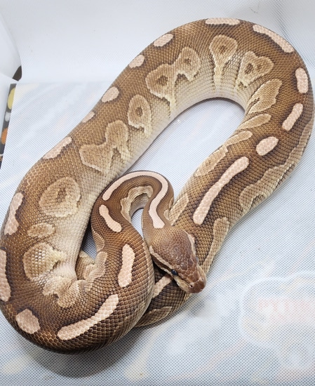 Cinnamon Lesser Ball Python by Python Antics