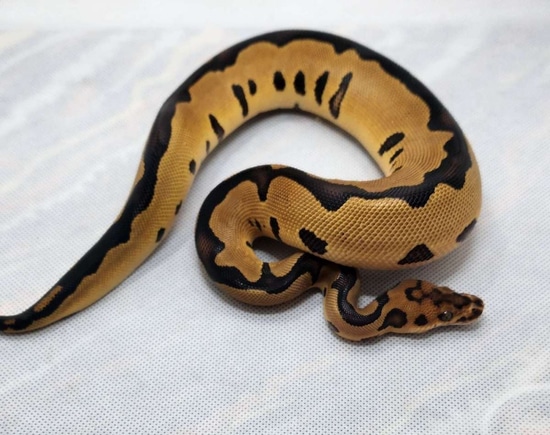 Blade,Clown,Leopard Ball Python by Python Antics