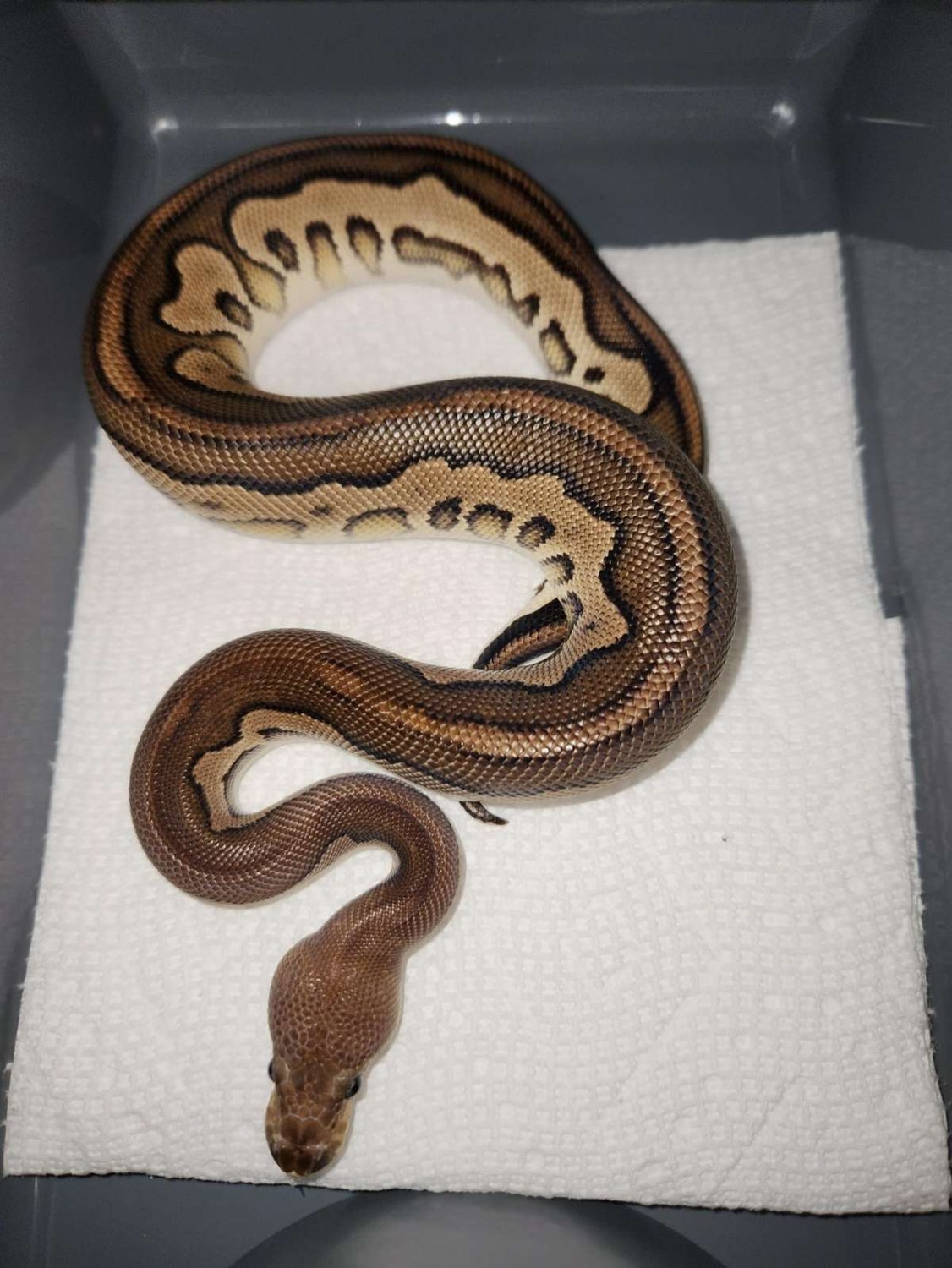 Cinnamon,Clown,Cypress,Leopard Ball Python by Python Antics - MorphMarket