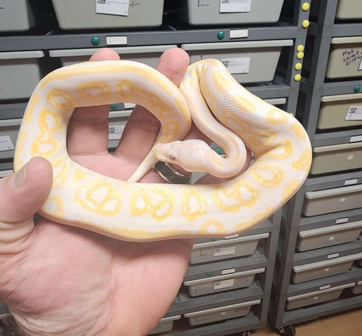 Black Pastel,HET VPI Axanthic,Lavender Albino Ball Python by Python ...