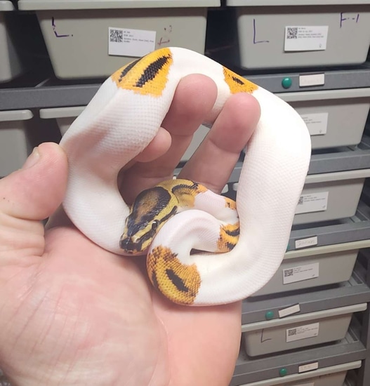 Orange Dream,Piebald,Vanilla Ball Python by Python Antics