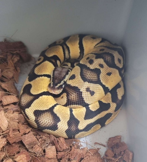 Enchi, Pastel, HET Albino, HET Pied, Ball Python by Python Antics