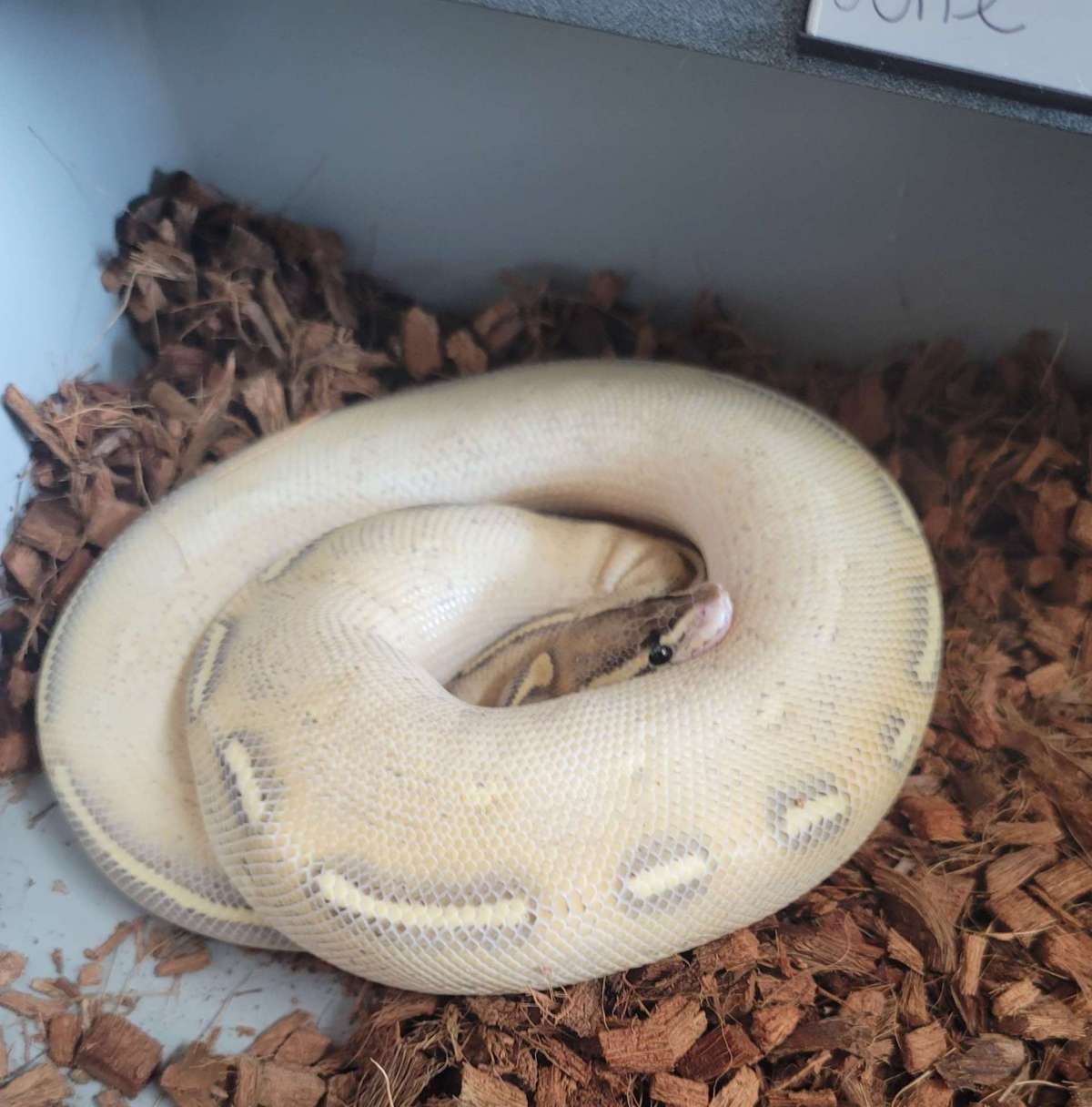 Highway Ball Python by Python Antics - MorphMarket