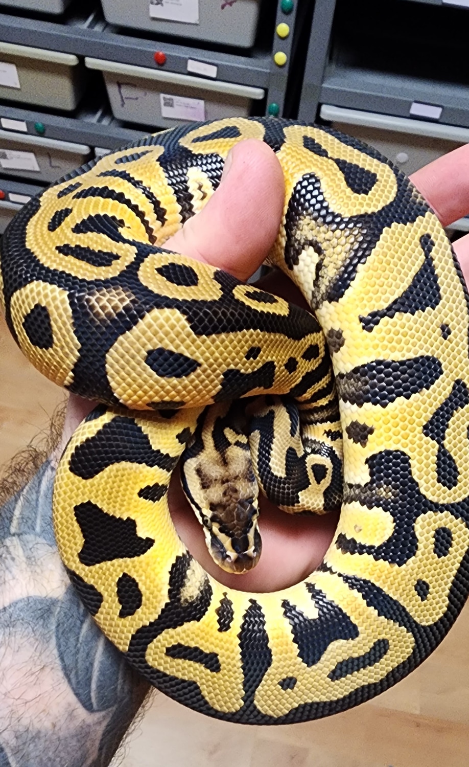Pastel Leopard HET Clown Ball Python by Python Antics - MorphMarket