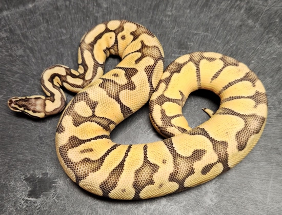 Enchi,Orange Dream,Pastel Ball Python by Python Antics