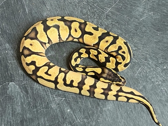 HI Orange Dream Pastel Enchi Ball Python by Python Antics