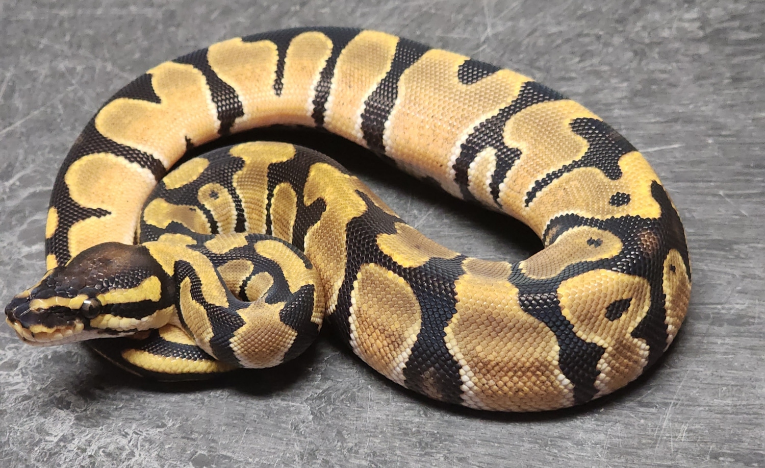 HI Orange Dream Enchi Vanilla SHIPPED Ball Python by Python Antics - MorphMarket