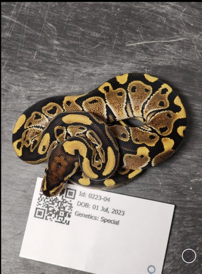 Special Ball Python by Python Antics