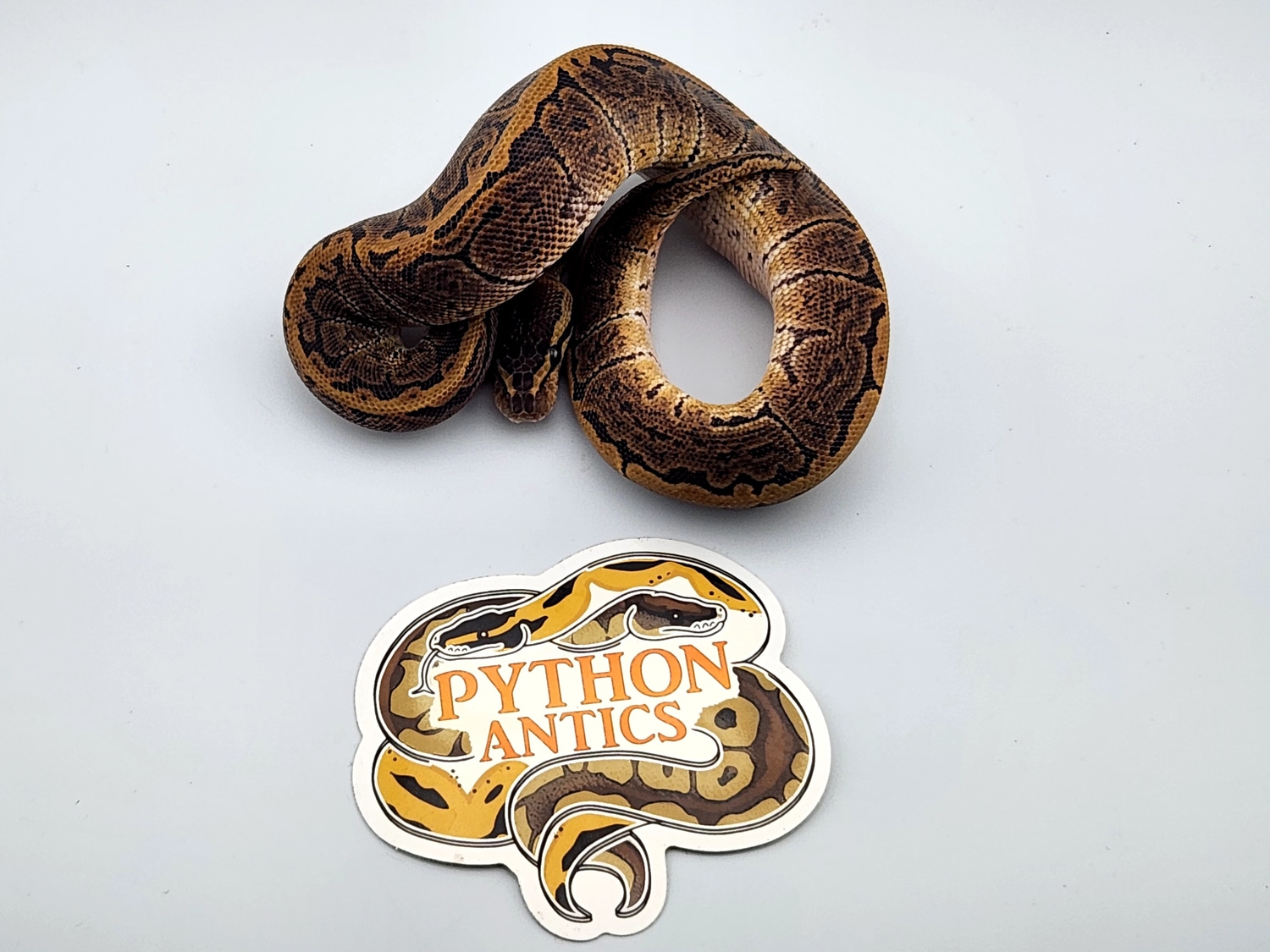GHI Pinstripe Ball Python by Python Antics - MorphMarket