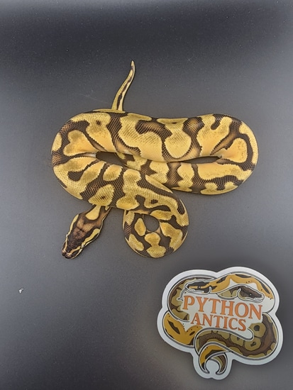 Enchi HI Orange Dream Pastel FREE SHIPPING Ball Python by Python Antics