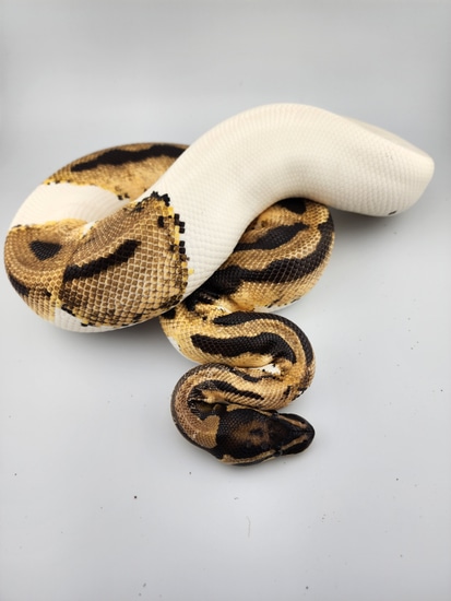 Orange Dream Pied FREE SHIPPING Ball Python by Python Antics