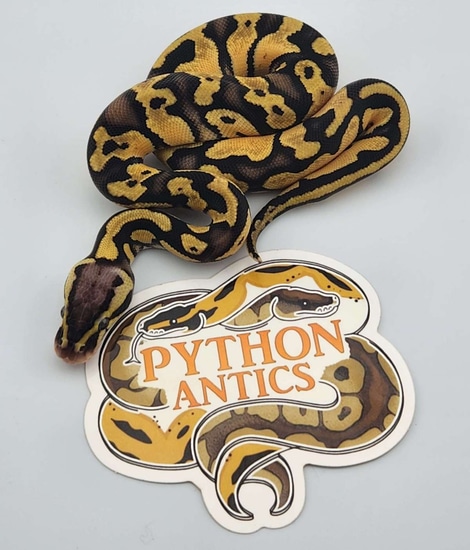 Pastel Orange Dream HET Pied 66% HET Albino Ball Python by Python Antics