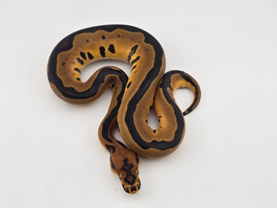 Red Stripe Leopard Blade Clown Ball Python by Python Antics