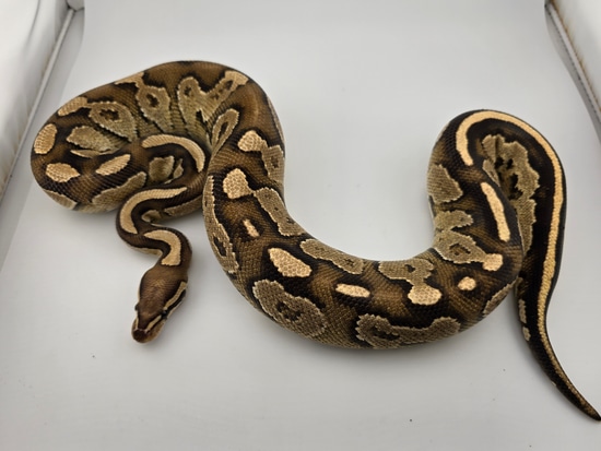 Mojave Vanilla Yellowbelly/ Spark Ball Python by Python Antics