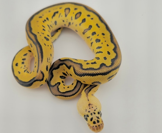 Red Stripe Pastel Leopard Clown Ball Python by Python Antics