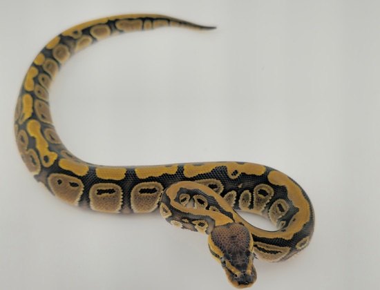 Red Stripe HET CLown Ball Python by Python Antics
