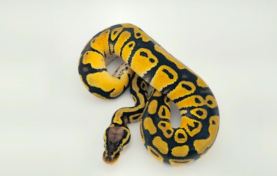 Red Stripe Pastel HET Clown Ball Python by Python Antics