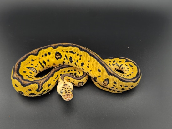Red Stripe Pastel Leopard Clown Ball Python by Python Antics