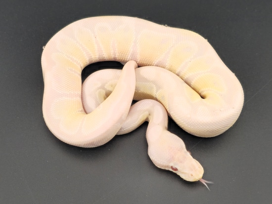 "Lavender Snow Ball Python by Python Antics