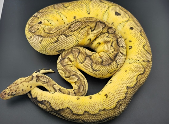 Adult Vanilla Pastel Clown Ball Python by Python Antics