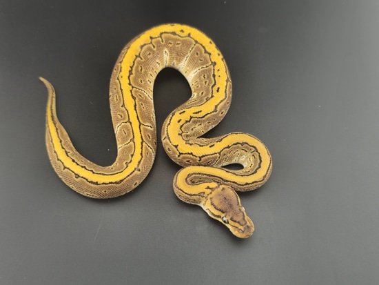 Special Pinstripe HET Pied HET VPI HET Lavender Albino Ball Python by Python Antics