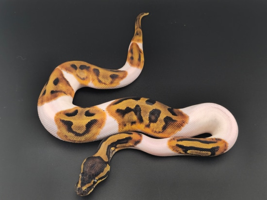 Pied Ball Python by Python Antics