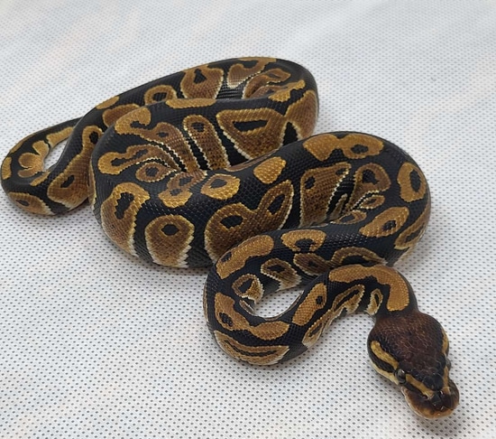 HET DG HET Clown Ball Python by Python Antics