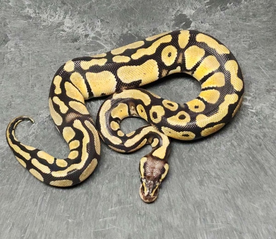 Enchi Pastel HET Cryptic HET DG Ball Python by Python Antics