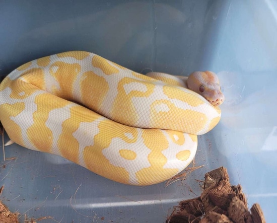 Lavender Albino HET Pied Ball Python by Python Antics