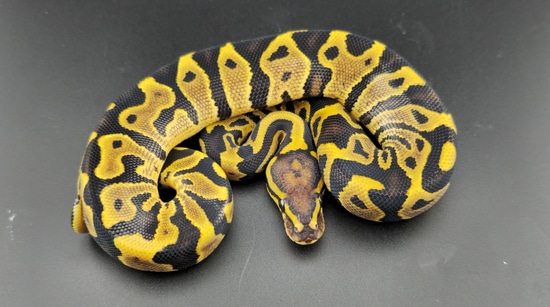Vanilla Leopard HET Clown Ball Python by Python Antics