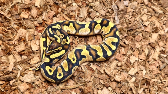 Orange Dream Vanilla Calico Scrambler Ball Python by Python Antics