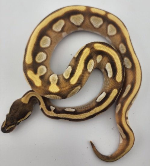 Enchi Mojave OD YB DG HET Pied Ball Python by Python Antics