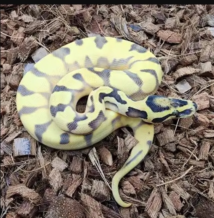 Od Enchi Dg Pied Ball Python by Python Antics