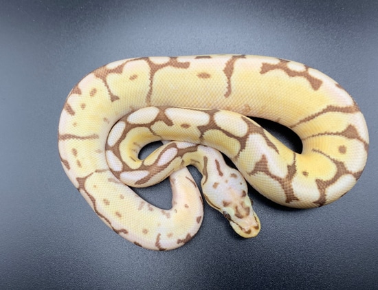 Bumblebee Desert Ghost 66% Het Pied Ball Python by WorcesterMorphs