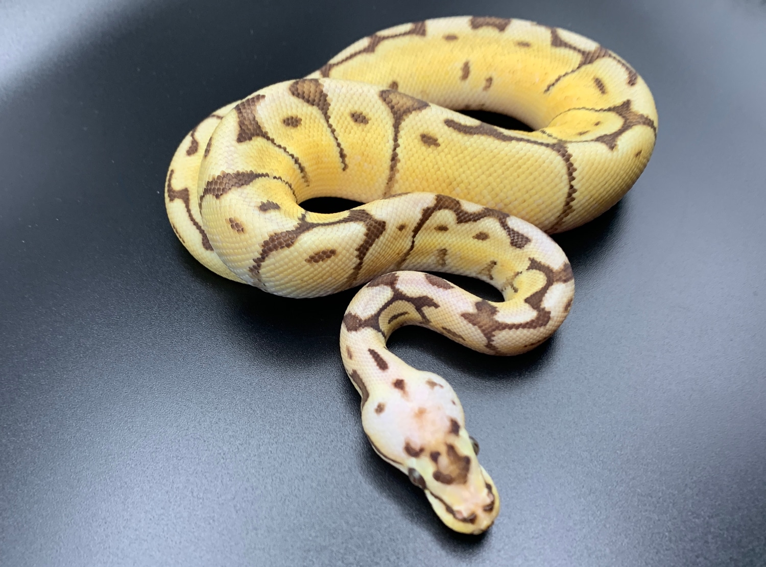 Bumblebee Desert Ghost 66% Het Pied Ball Python by WorcesterMorphs ...