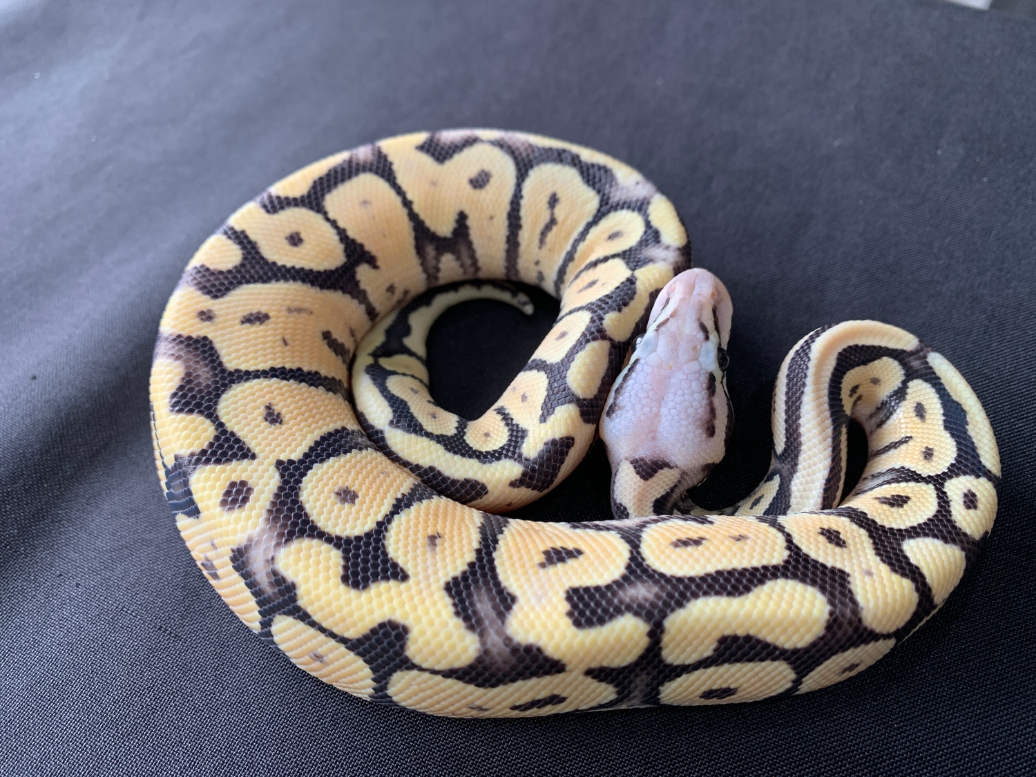 Super Pastel Desert Ghost Ball Python by WorcesterMorphs - MorphMarket