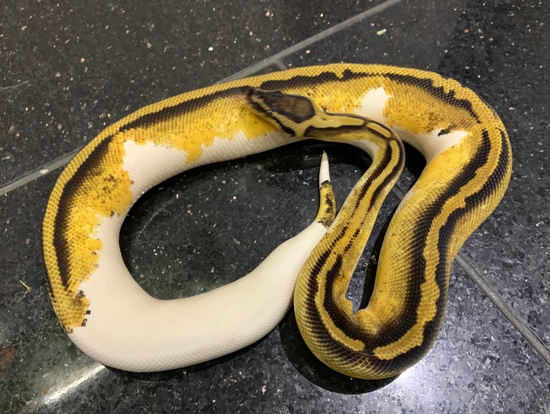 YB Pastel Pied Poss Gene X Ball Python by WorcesterMorphs