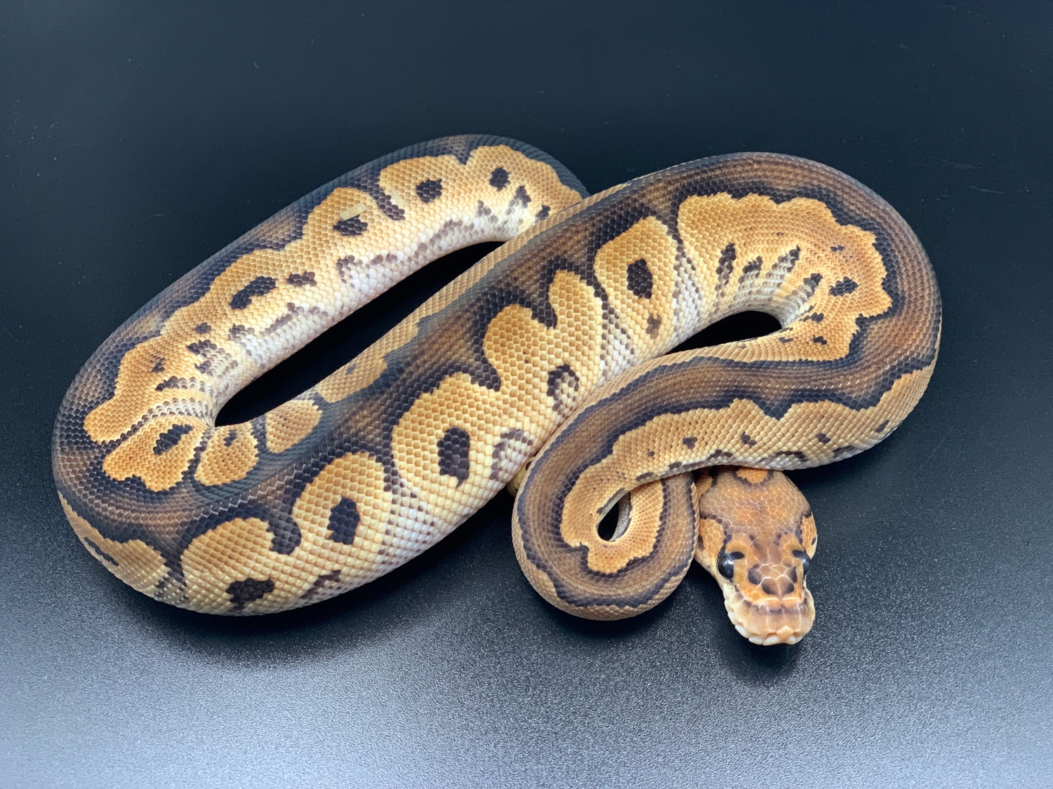 Black Pastel Clown Ball Python by WorcesterMorphs - MorphMarket