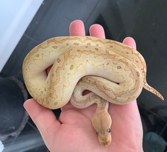 Black Pastel Lesser Pinstripe Clown Ball Python by WorcesterMorphs