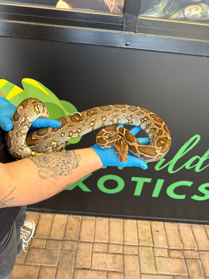 Sri Lankan Python (Python Molurus 'pimbura') More Python by World of ...