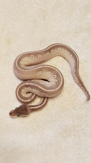 Mystic Potion Ball Python by World Wide Reptiles