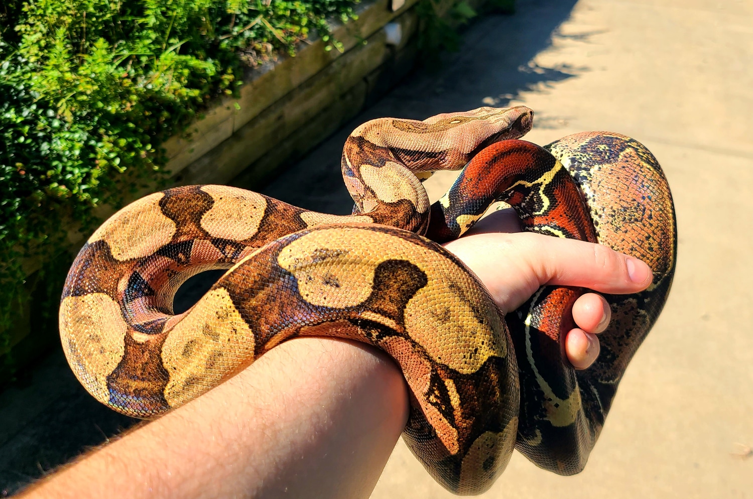 Female Suriname True Red-tailed Boa Constrictor by Worldwide Reptilia ...