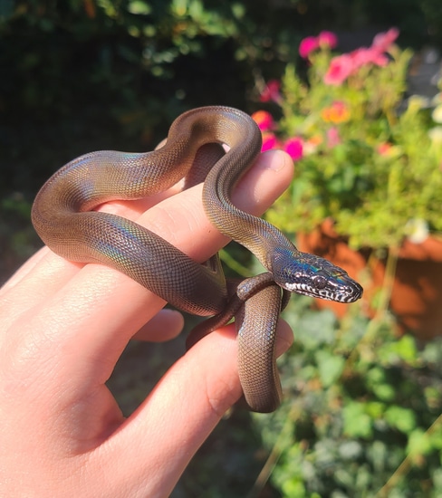 Northern White Lipped Python White-Lipped Python by Worldwide Reptilia