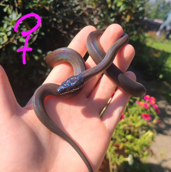 Pair Of Northern White Lipped Pythons White-Lipped Python by Worldwide ...